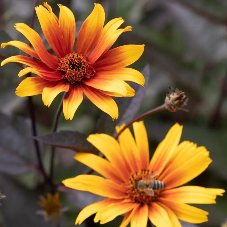 Heliopsis Burning Hearts – Mason House Garden