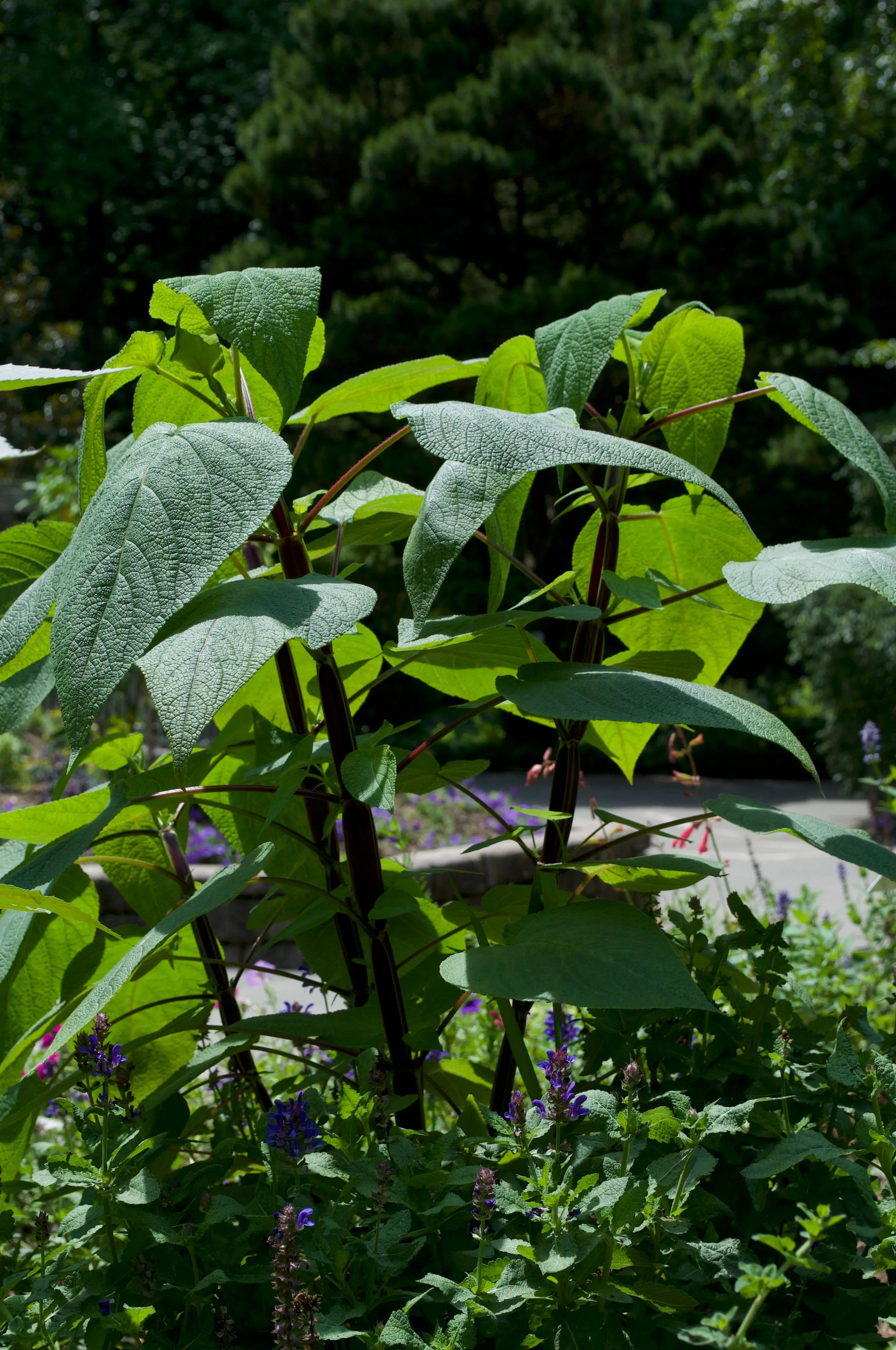 Salvia Madrensis Redneck Girl Mason House Garden