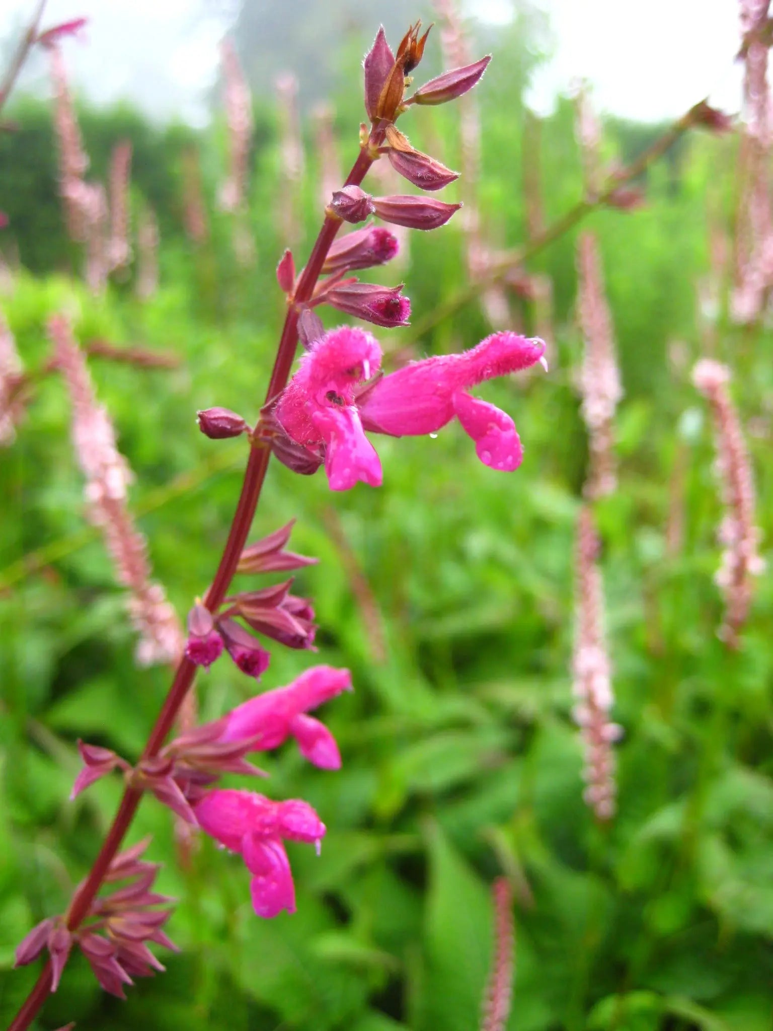Salvia chiapensis – Mason House Garden