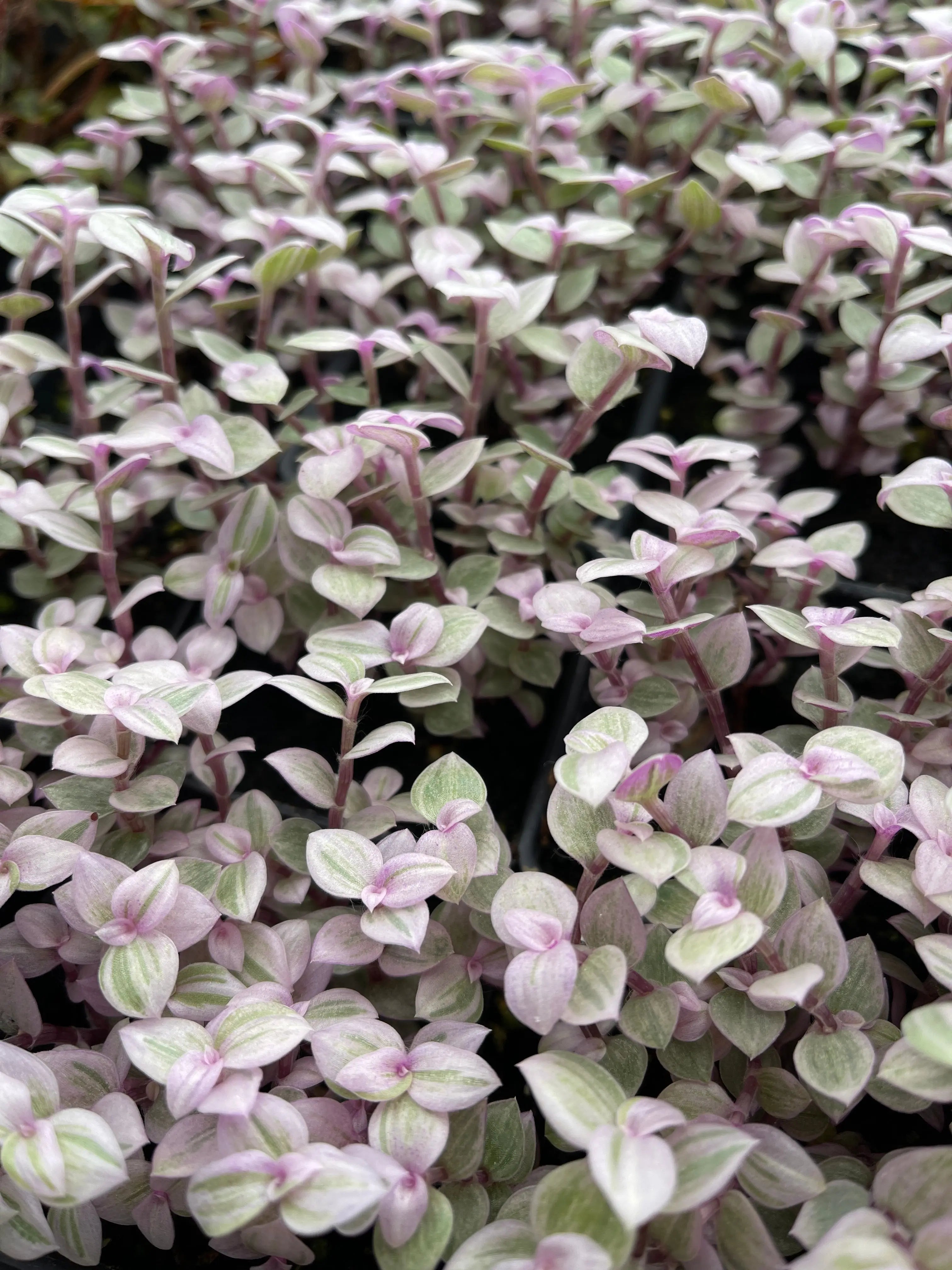 Callisia repens Pink Lady – Mason House Garden