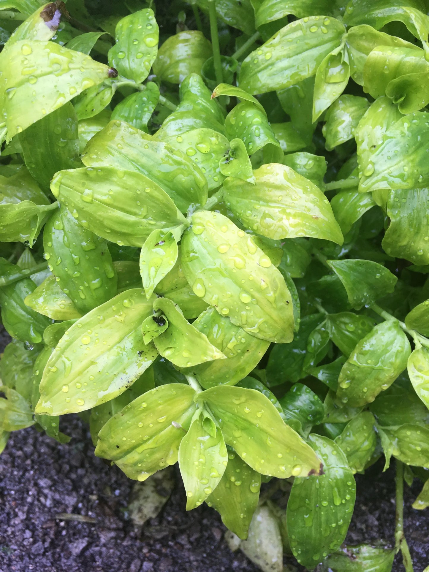 Tradescantia fluminensis Aurea – Mason House Garden